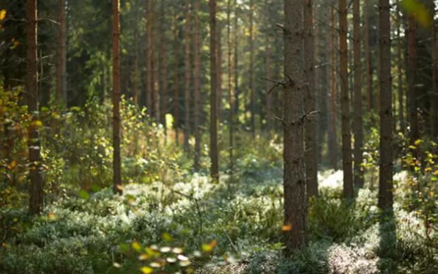 Metsä Group’s New Forest Management Model Aims to Enhance Finnish ...
